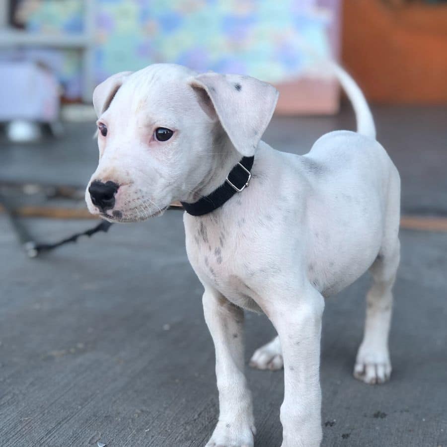 Puedes Sacarle Un Grano A Un Perro