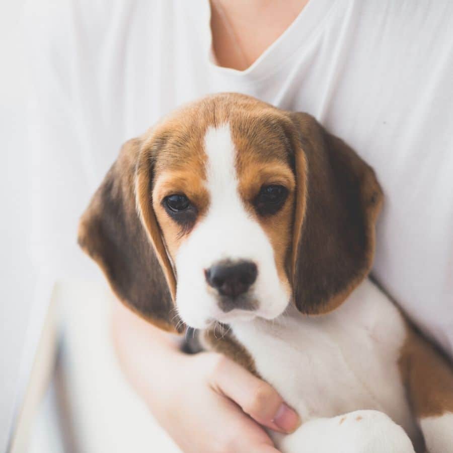 Saiba tudo sobre o Beagle - Blog Barkyn