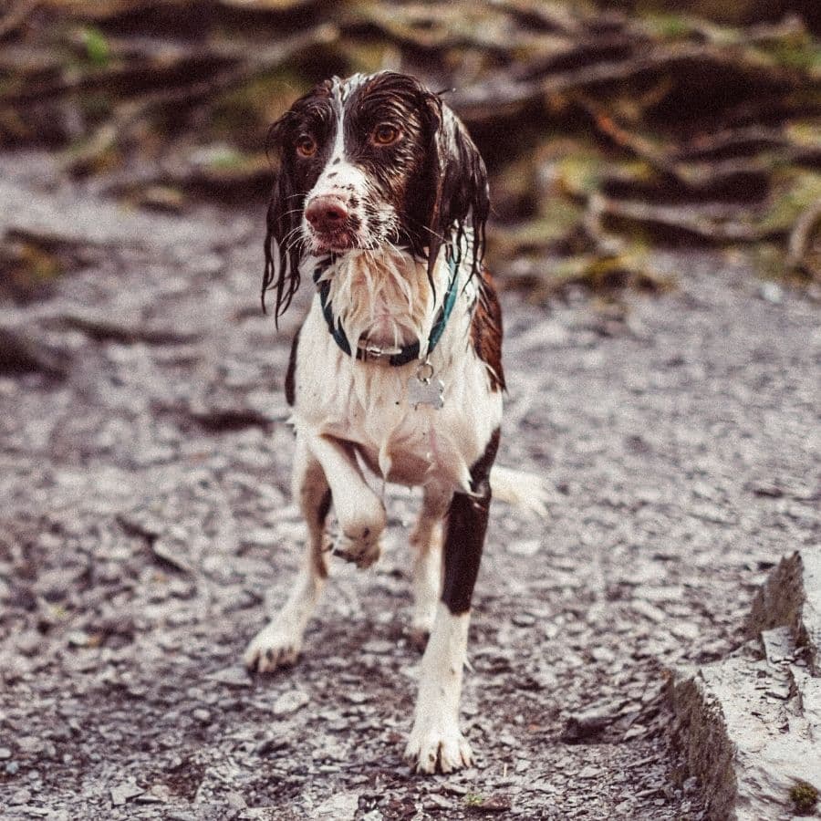 Mitos de los perros. - Blog Barkyn