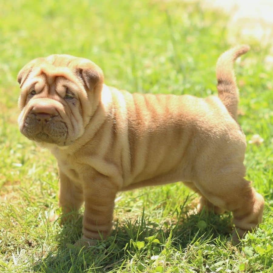 Shar Pei: una guía completa de la raza - Blog Barkyn