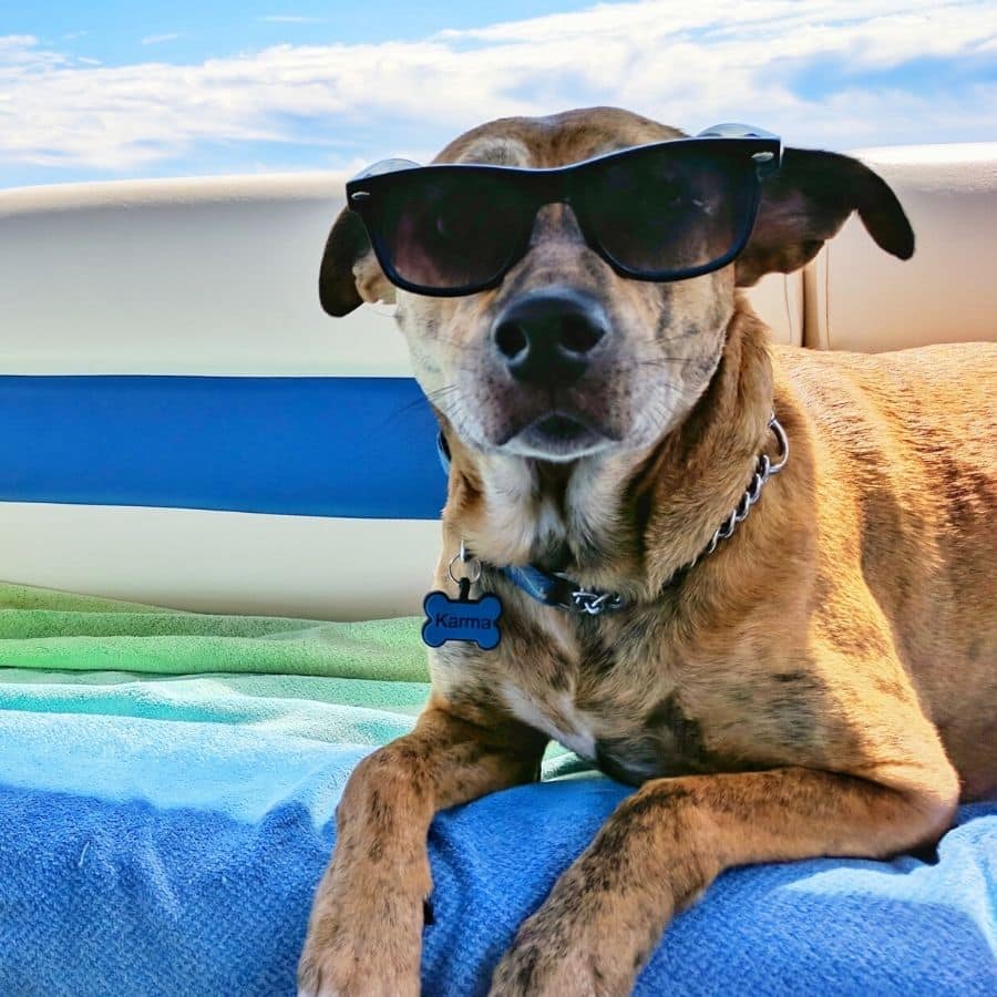 Cómo mantener a tu perro fresco en verano: 5 consejos - Blog Barkyn