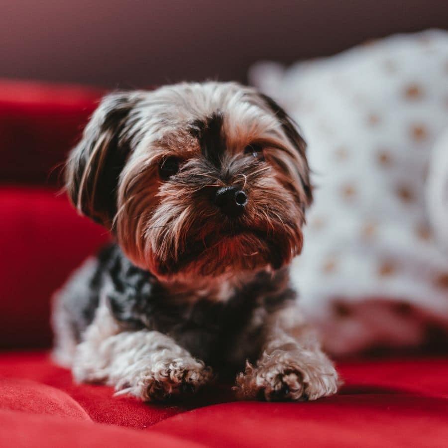 10 razas de perros terrier - Blog Barkyn