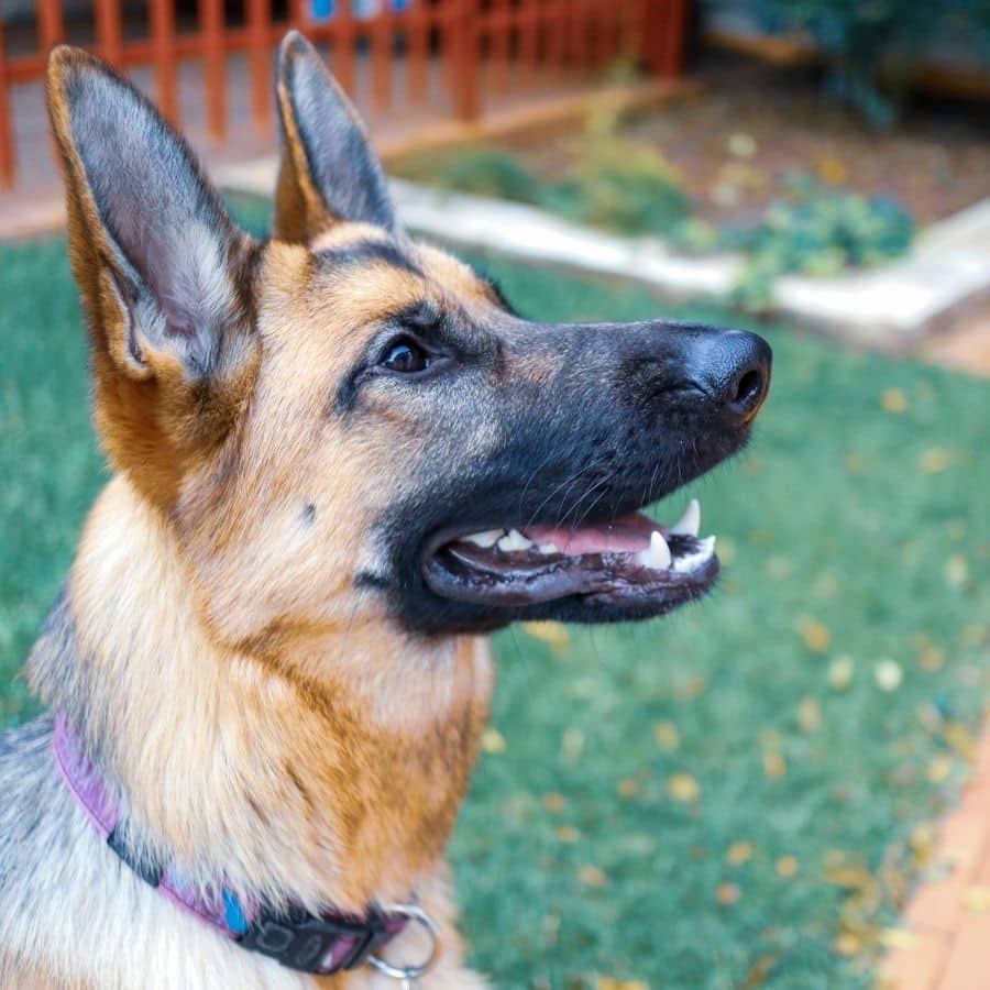 10 razas de los mejores perros pastores - Blog Barkyn