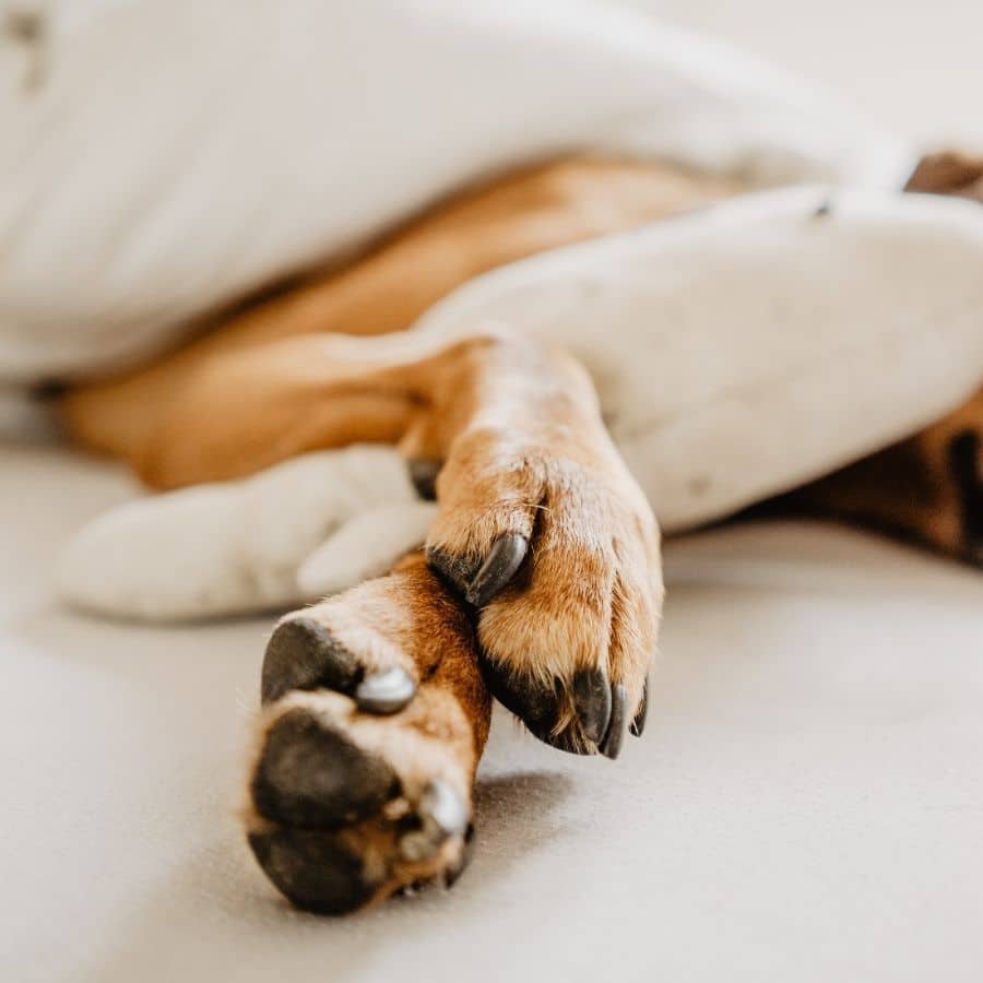 Hiperqueratosis en perros - Blog Barkyn