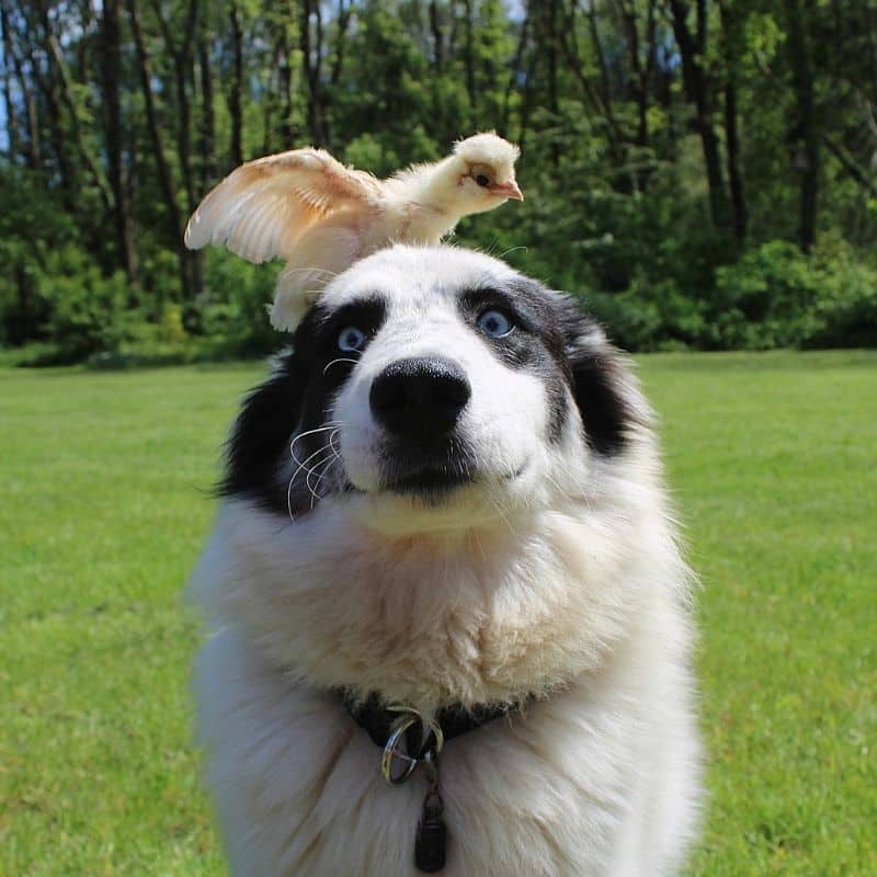 Los perros pueden comer pollo - Blog Barkyn