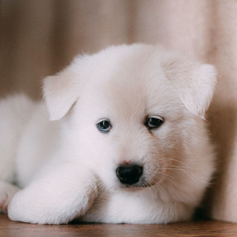 Come abituare il cane a fare i bisogni sulla traversina - Blog Barkyn